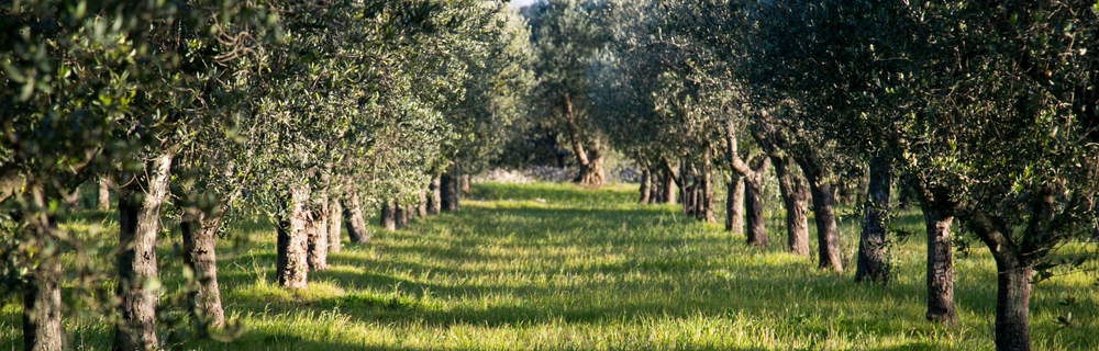 Oil & Vinegar – Opal and Olive